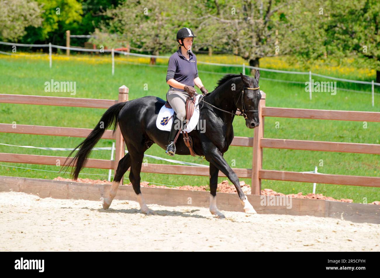 Rider with Achal-Tekkiner, stallion, female rider, black stallion ...