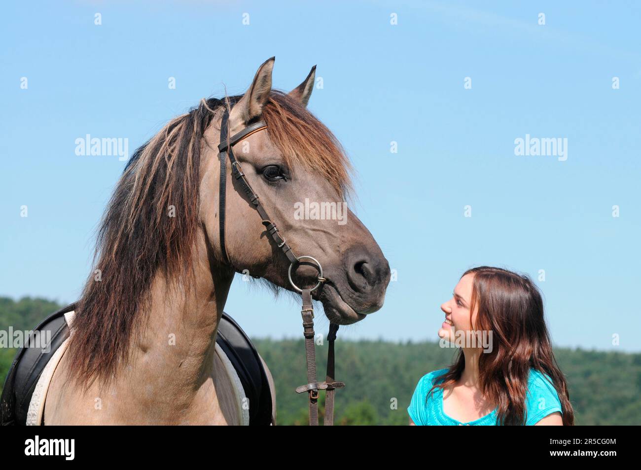 Brunette animal breed hi-res stock photography and images - Alamy