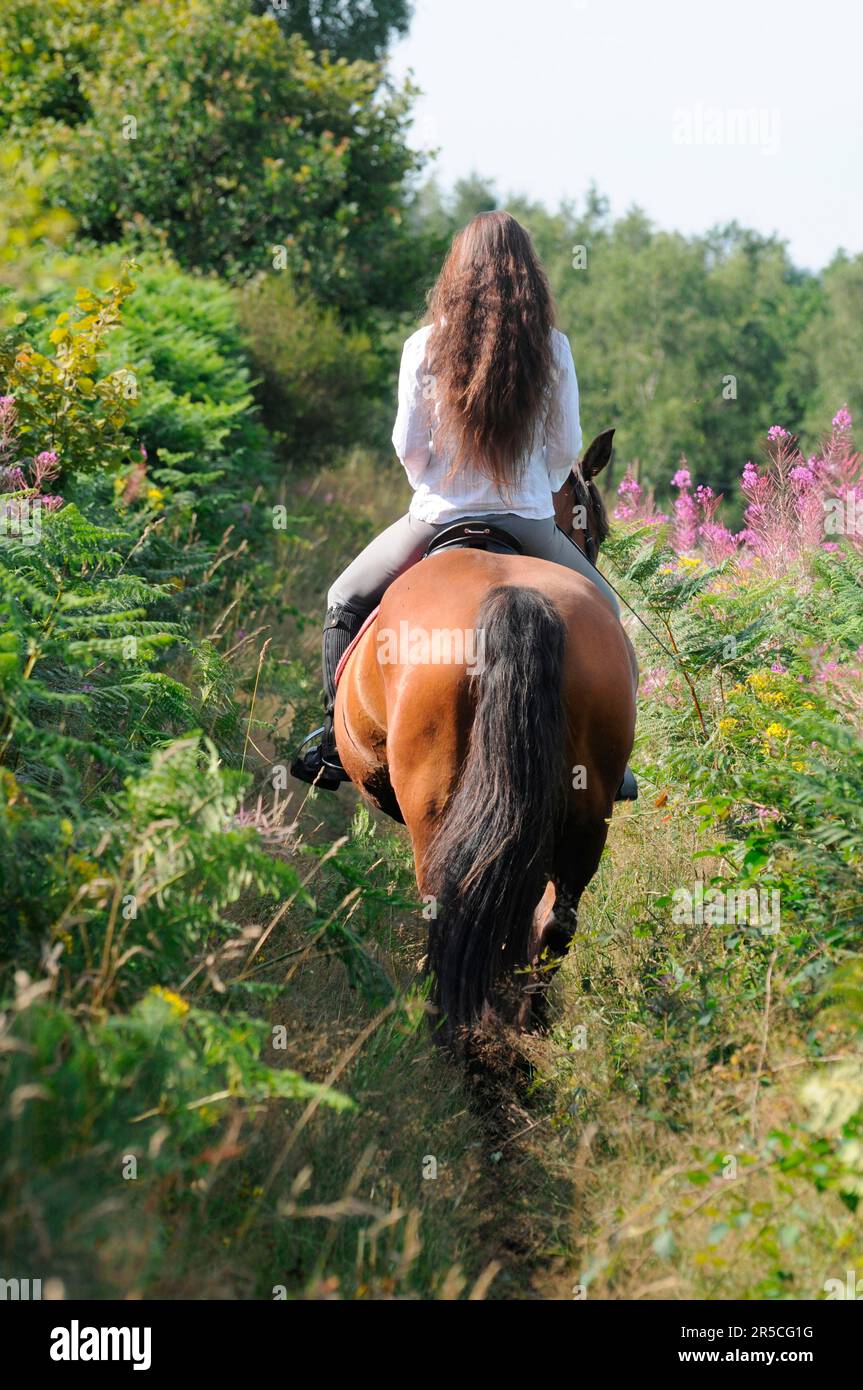 Woman riding horse, cross country, step Stock Photo - Alamy