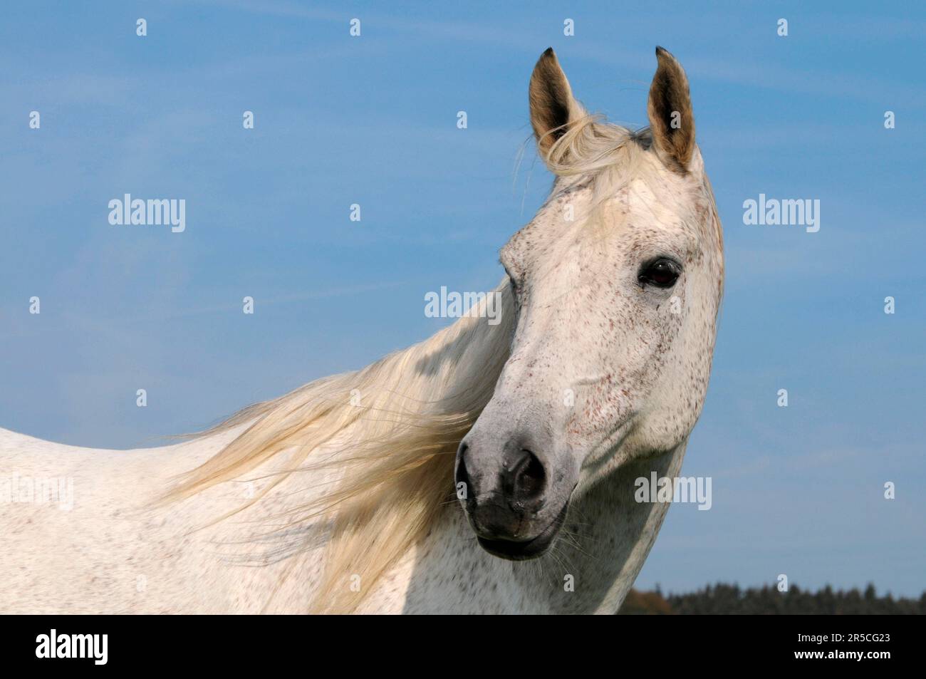 Arabian thoroughbred, Gelding, Arabian, Flying white Stock Photo - Alamy