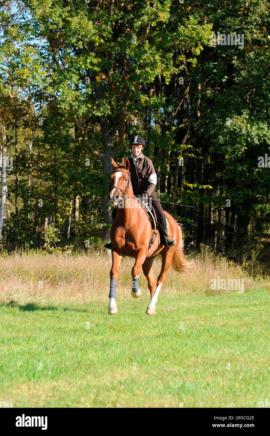 Woman riding Hanoverian, Cross country, German riding horse, German ...