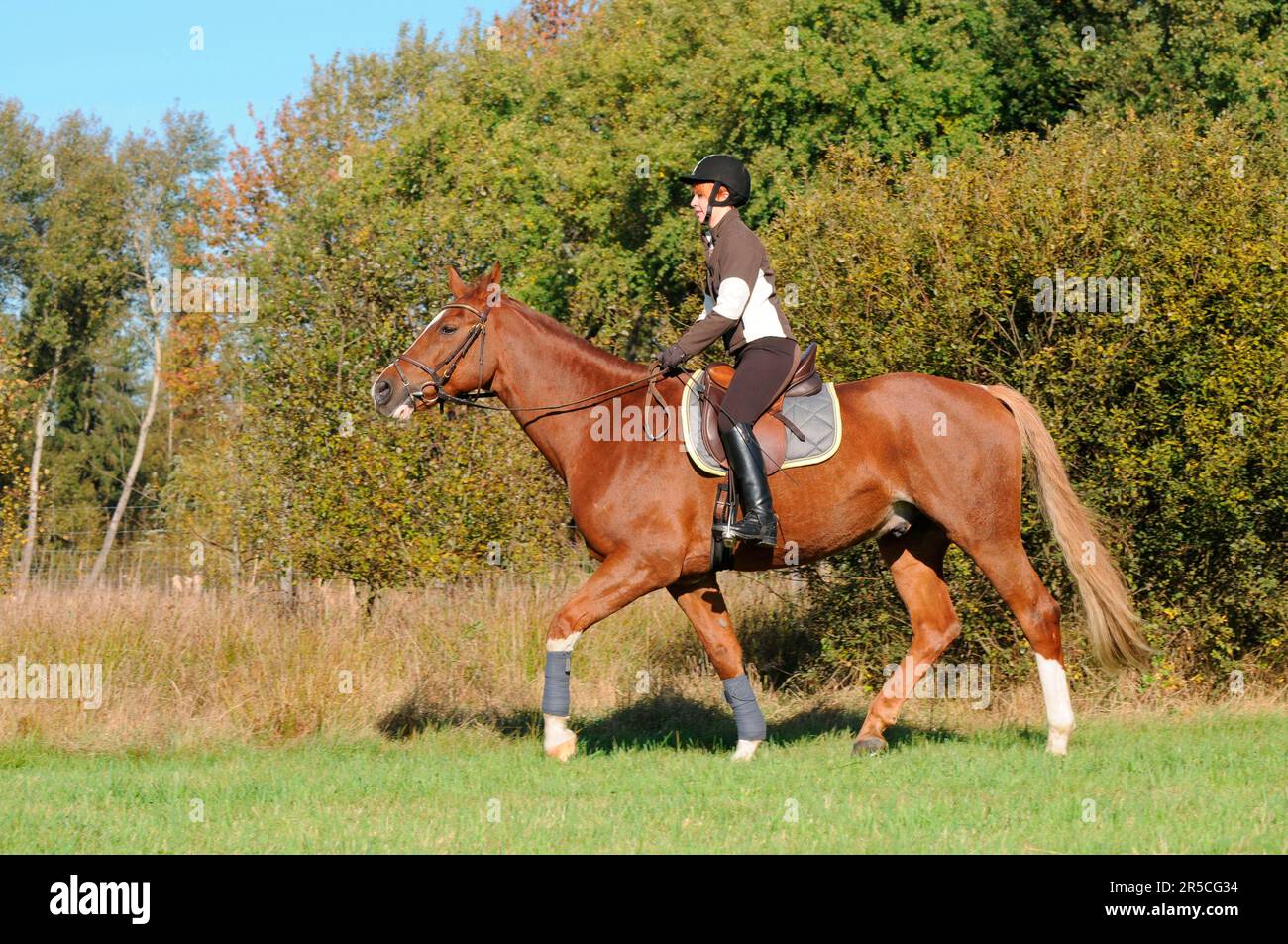 Woman riding Hanoverian, Cross country, German riding horse, German ...