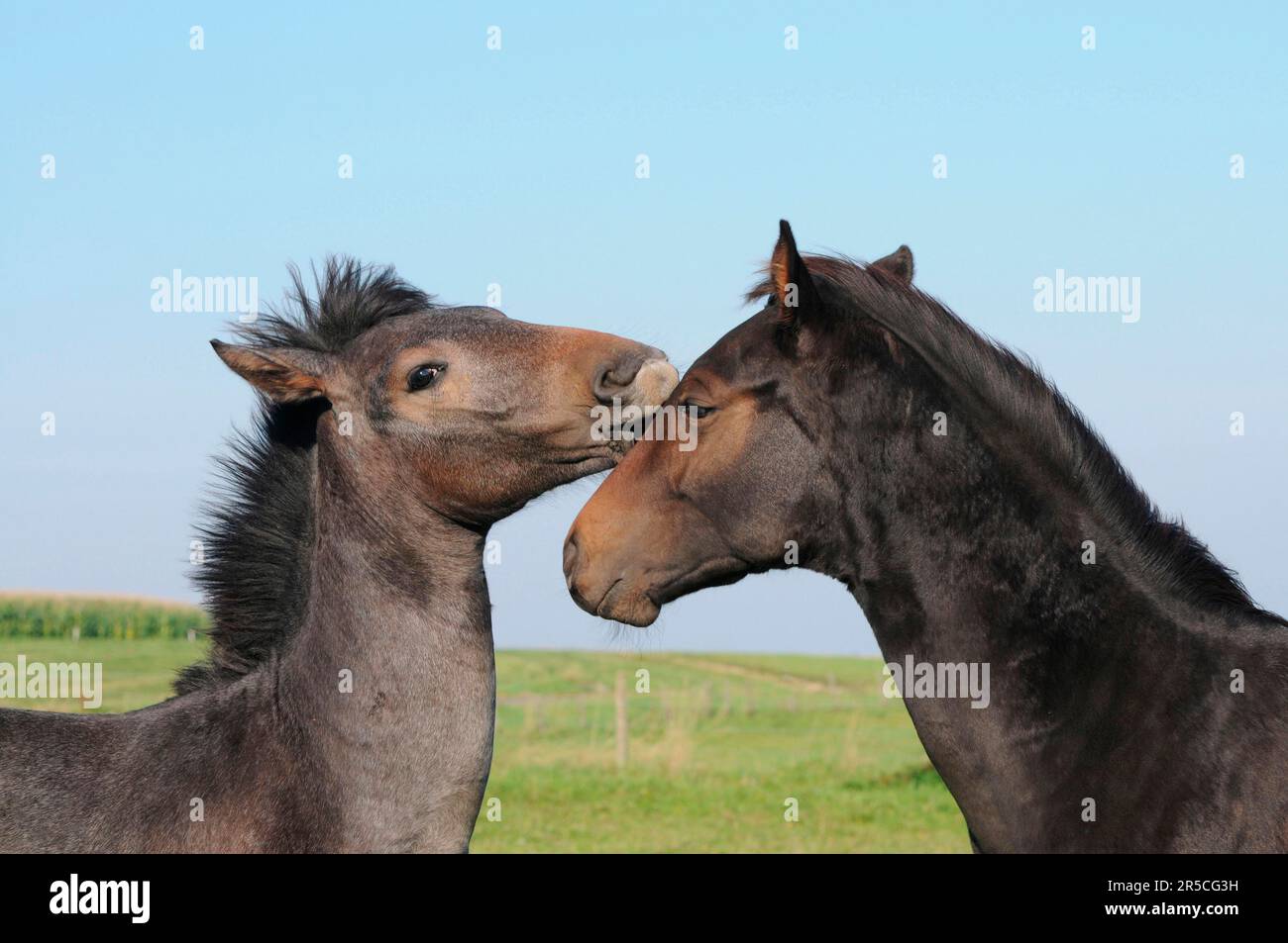 Domestic horses, yearling stallions, colts, stitch hair, stichelhaarig ...
