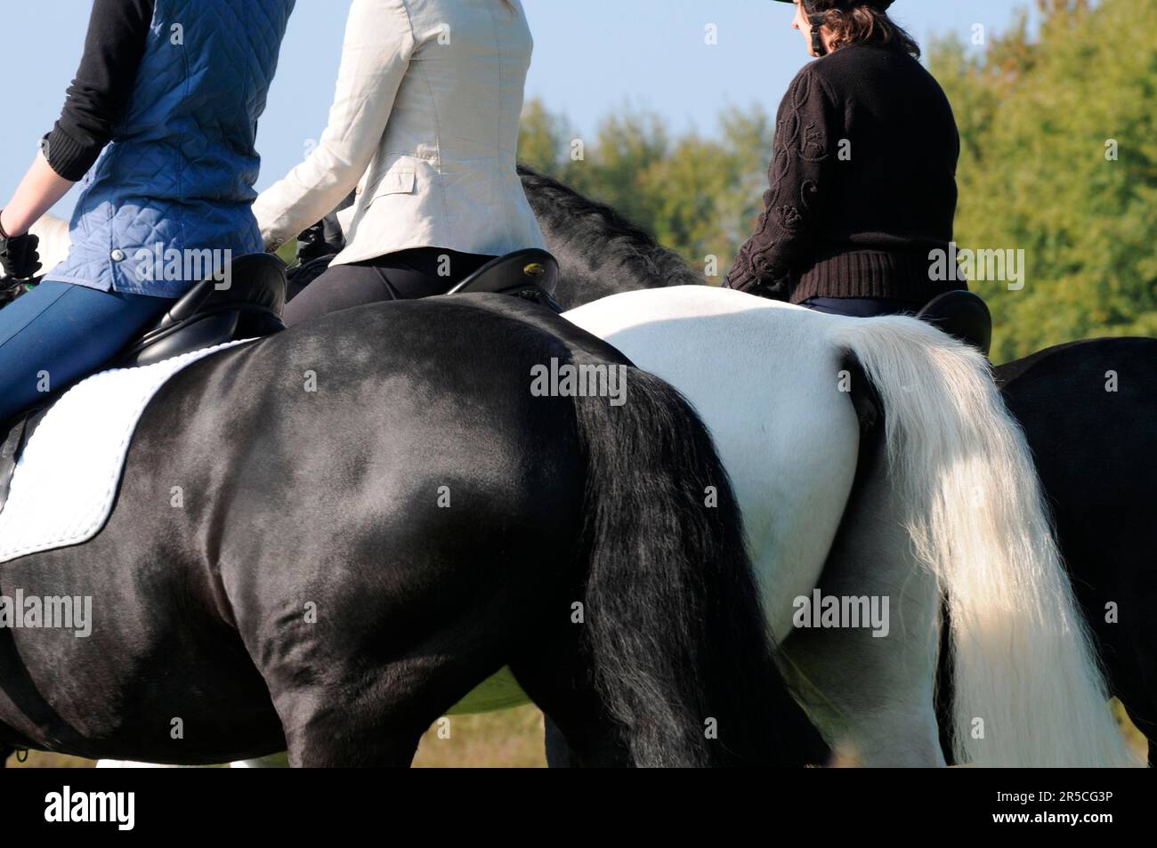 Cross country, Friesian, German Warmblood, riding, horseman, horsewoman ...