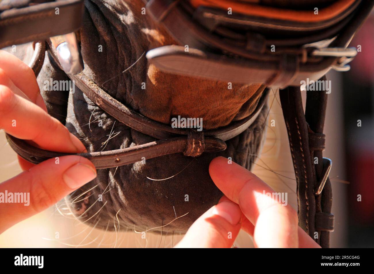 Bridle detail hi-res stock photography and images - Alamy