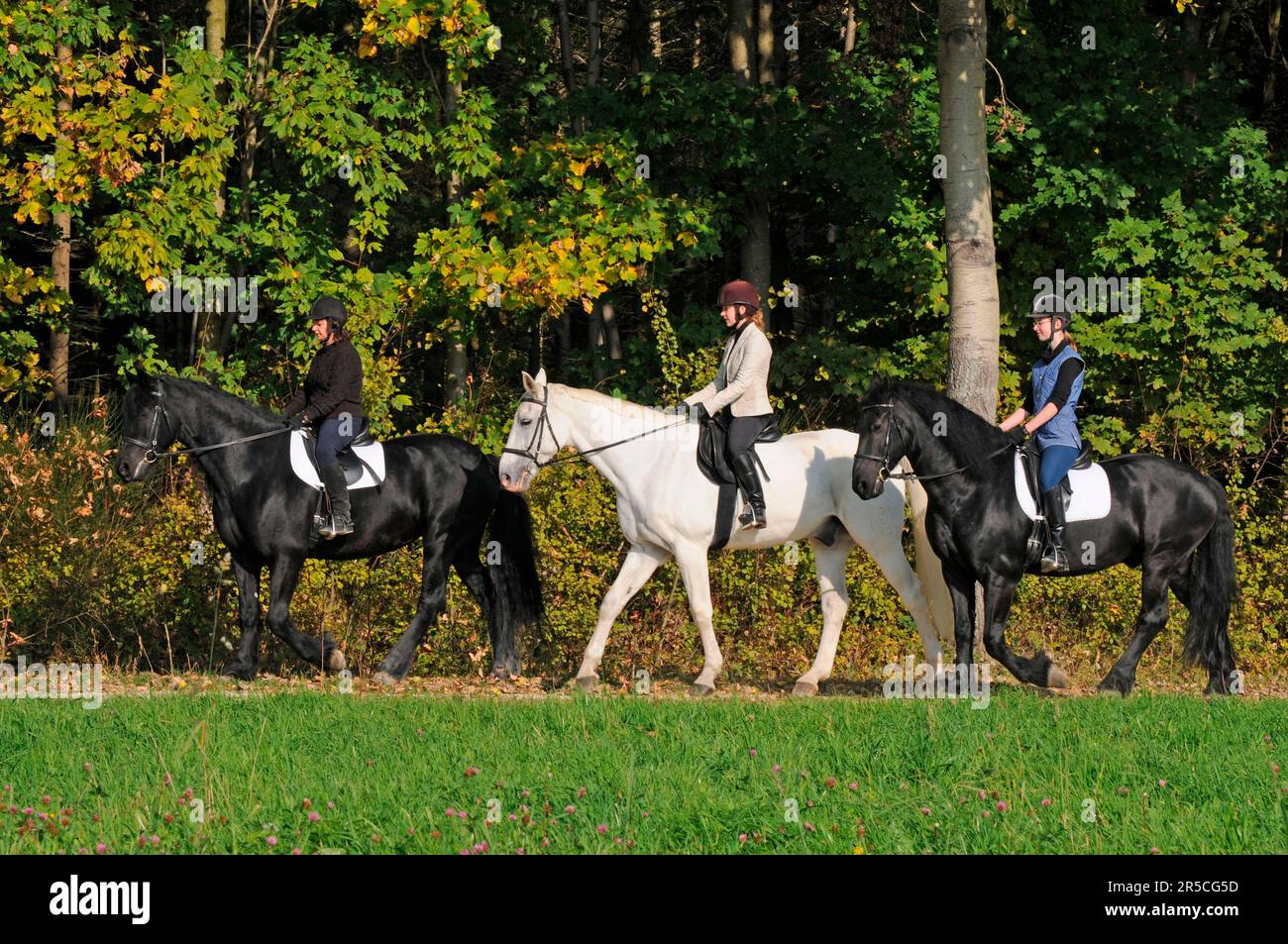 Cross country, Friesian, German warmblood, ride, horseman, horsewoman ...