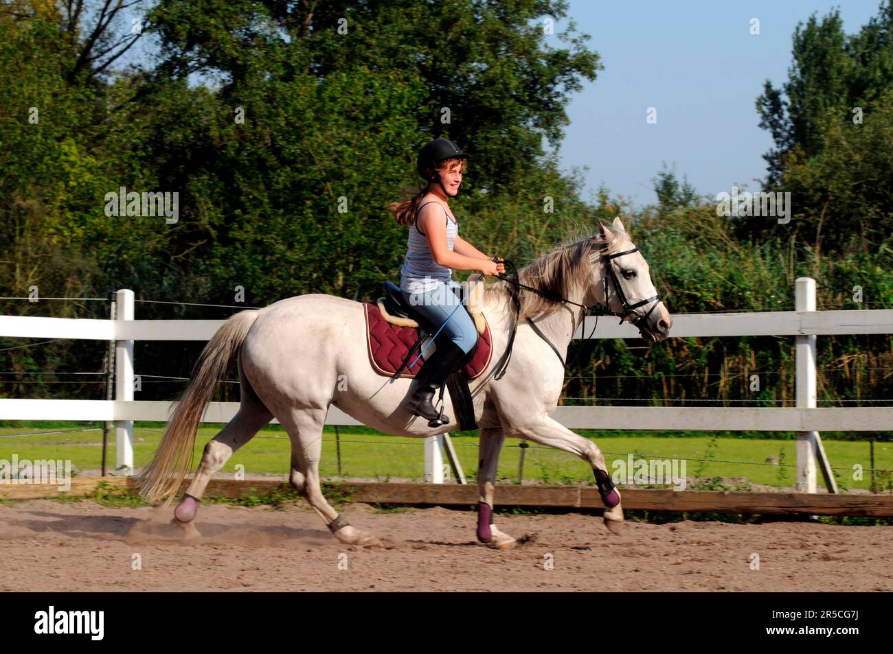 Girl riding german riding pony, crop, white horse, riding helmet ...