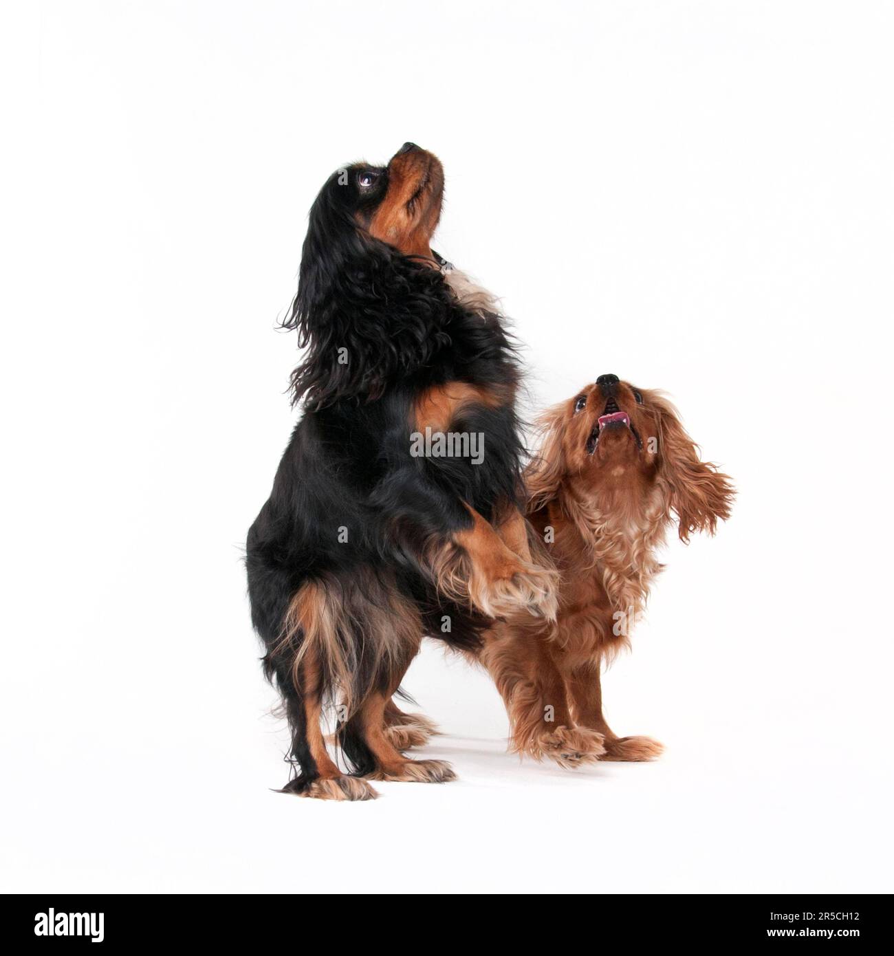 Cavalier King Charles Spaniel, ruby red and black-light brown Stock ...