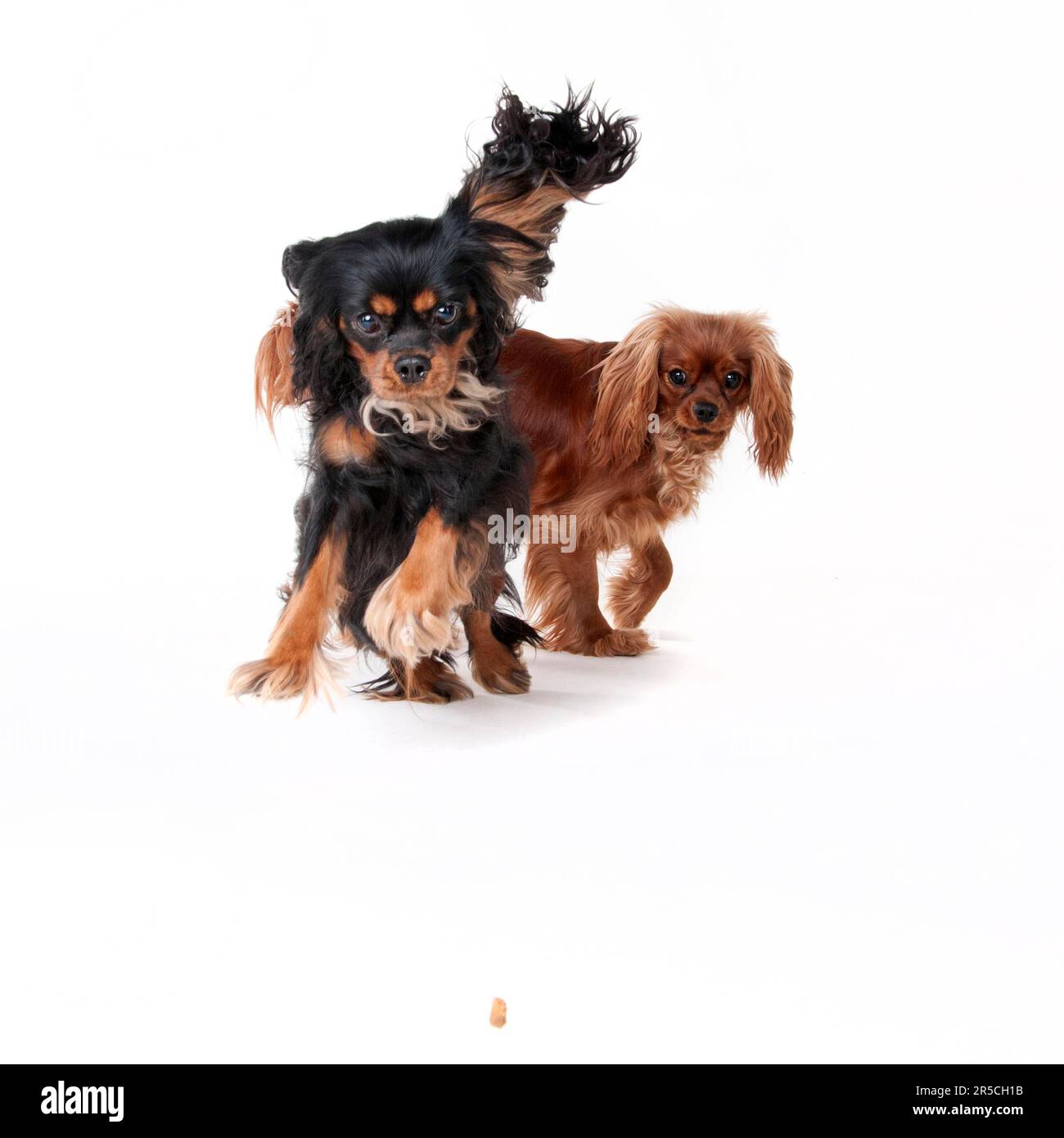 Cavalier King Charles Spaniel, ruby red and black-light brown Stock ...