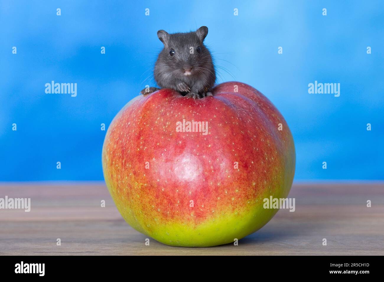 Mongolian gerbil (Meriones unguiculatus), young animal on apple, gerbil ...
