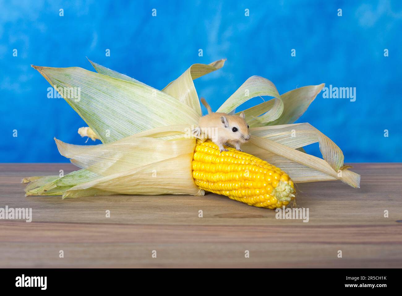 Mongolian gerbil (Meriones unguiculatus), young animal on corncob ...
