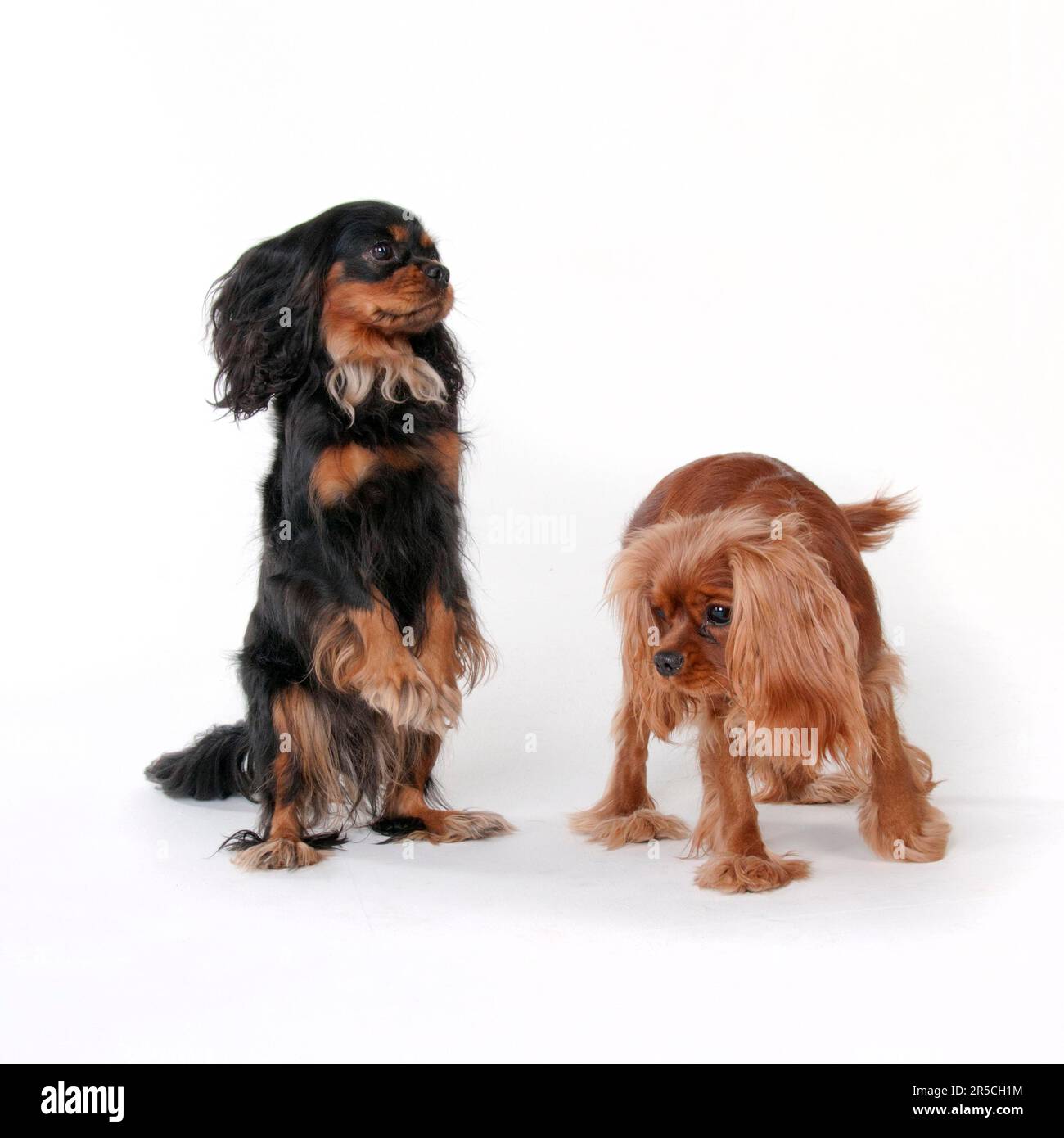 Cavalier King Charles Spaniel, ruby red and black-light brown Stock ...
