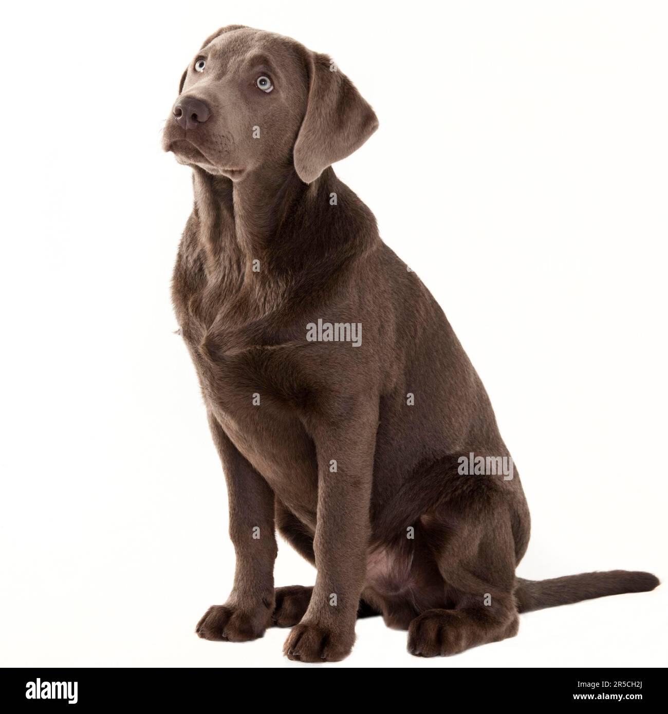 Labrador retriever, silver, male, young dog, 5 months Stock Photo - Alamy