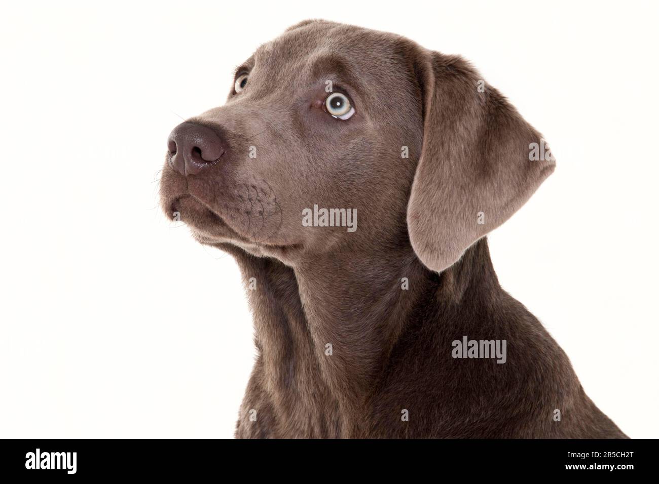 Silver labrador retriever hi-res stock photography and images - Alamy