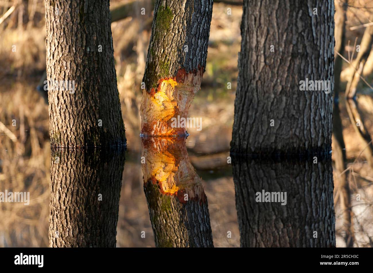 Tree gnawed by beaver, Rosenheim, Bavaria (Castor fiber), Germany Stock ...