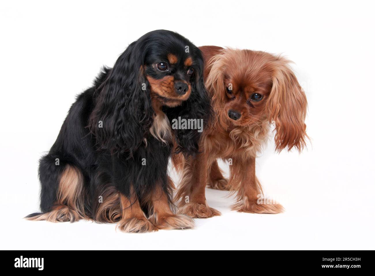 Cavalier King Charles Spaniel, ruby red and black-light brown Stock ...