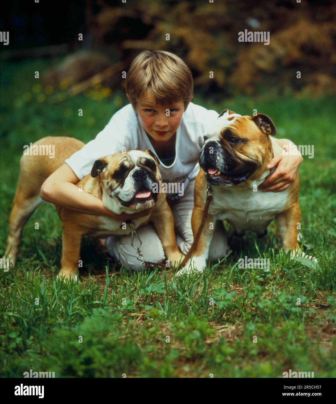 Boy with two English Bulldogs Stock Photo - Alamy