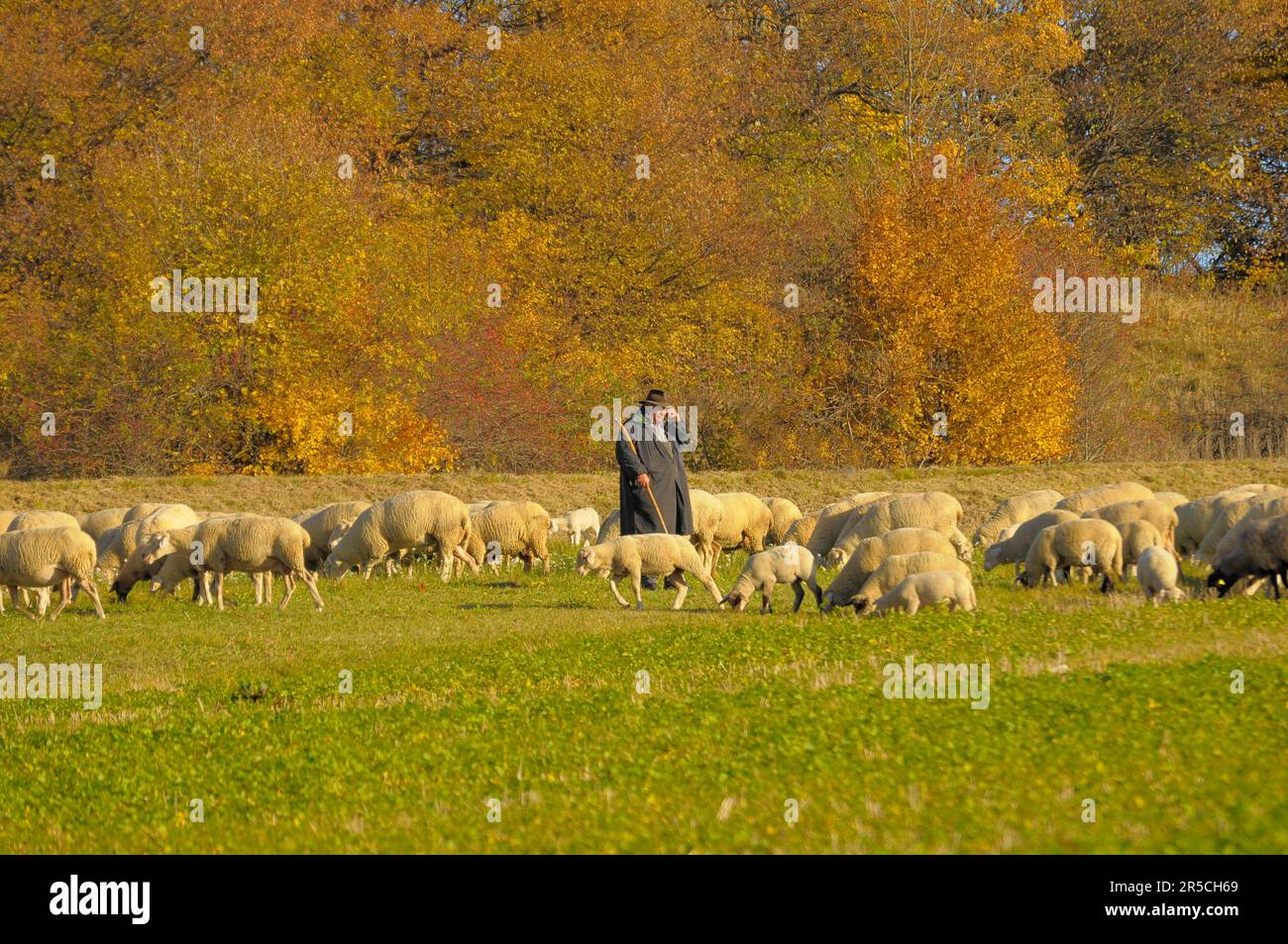 Landscape : Swabian Alb Flock of sheep in autumn on pasture, with ...