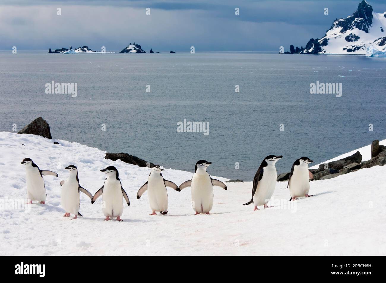 Chinstrap penguins (Pygoscelis antarctica) climb icy mountainside, Half ...