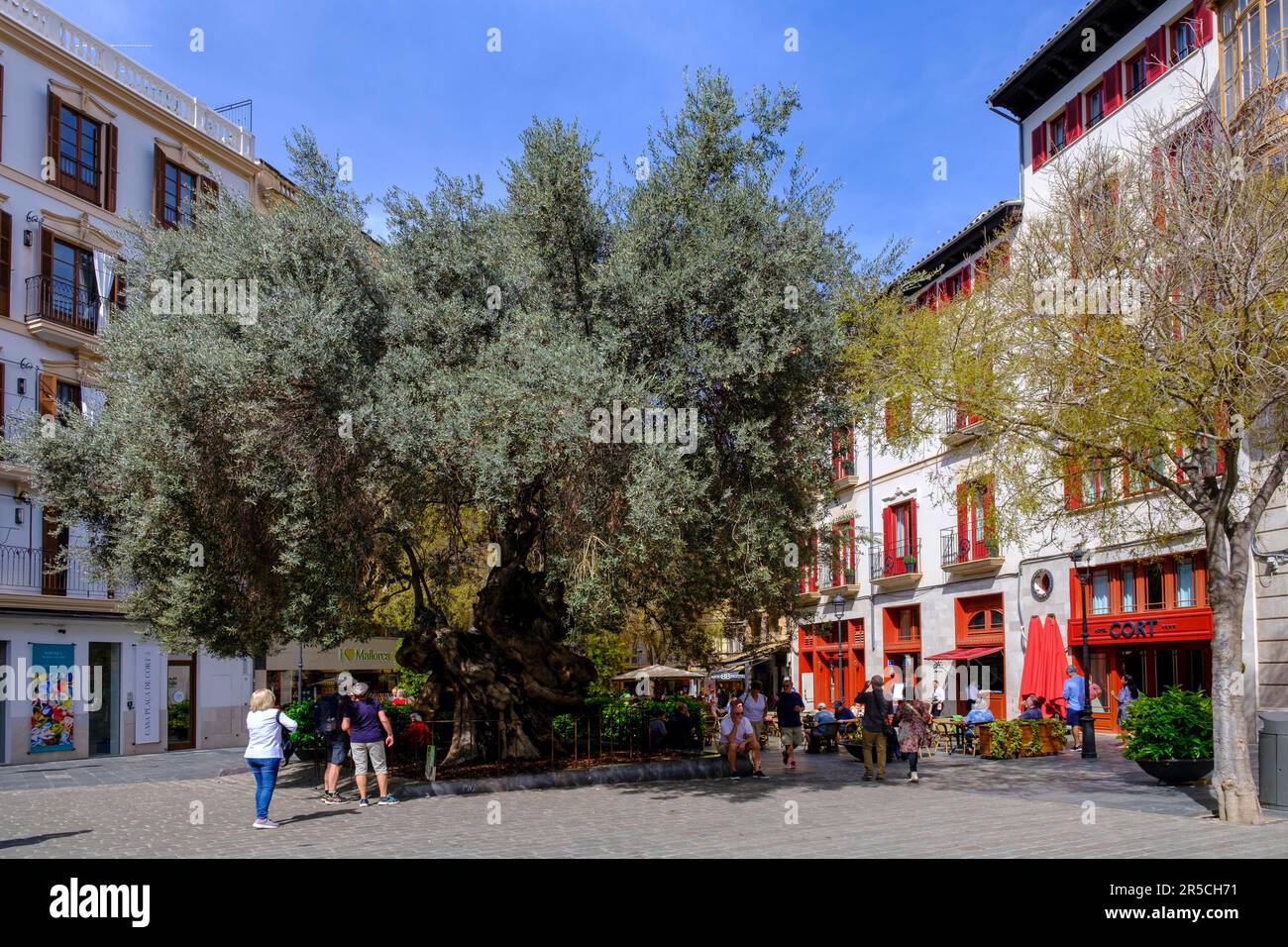 Olive tree at Placa de Cort, Old Town, Palma de Majorca, Majorca ...