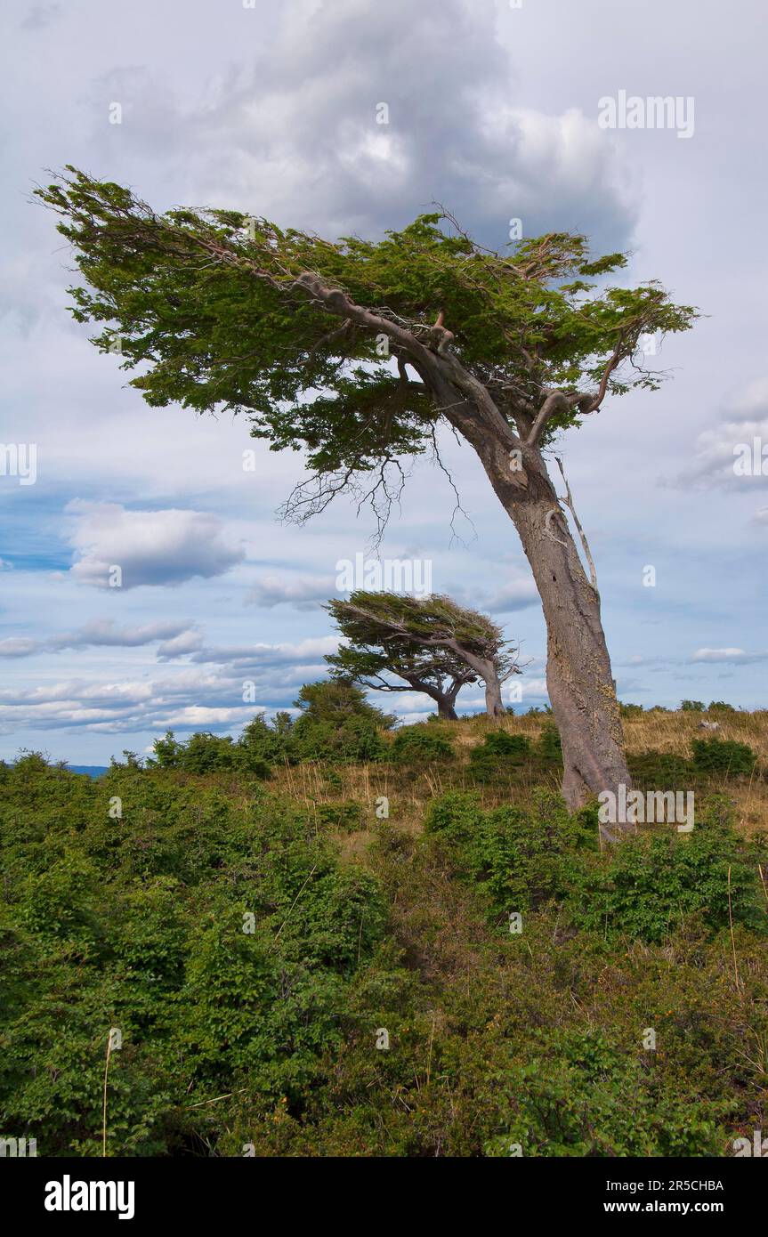 Arboles Banderas, wind shaped trees, Tierra del Fuego, Patagonia ...