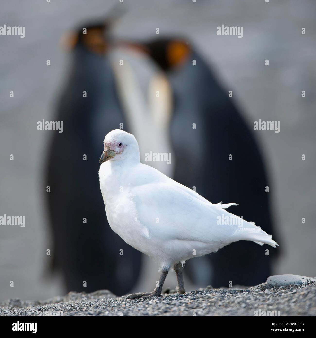 White-faced sheathbill (Chionis alba), St Andrews Bay, South Georgia ...