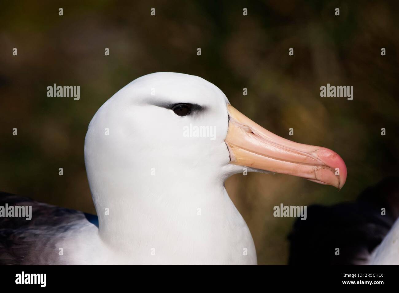 Black-browed Albatross, West Point (Diomedea melanophris) (Thalassarche ...