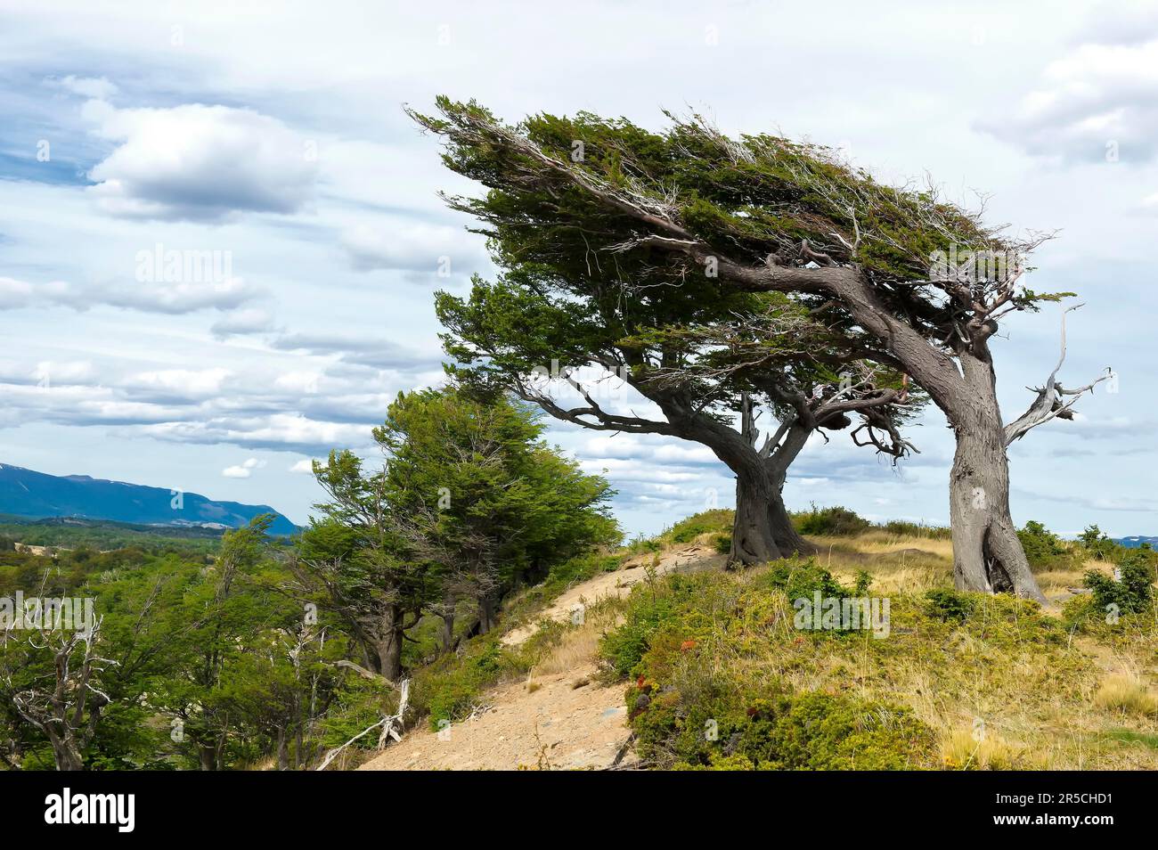 Arboles Banderas, wind shaped trees, Tierra del Fuego, Patagonia ...