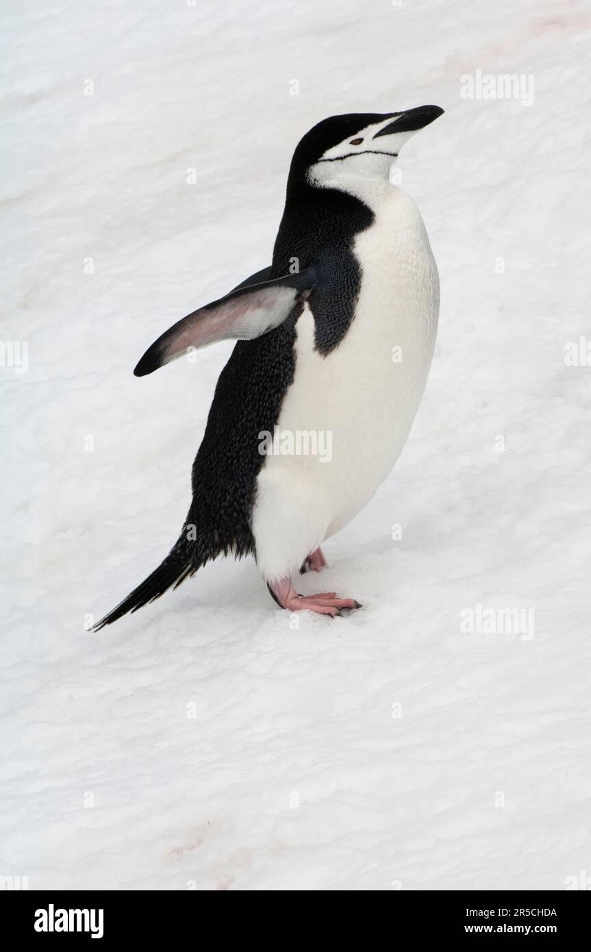 Antarctic mountain climbing hi-res stock photography and images - Alamy