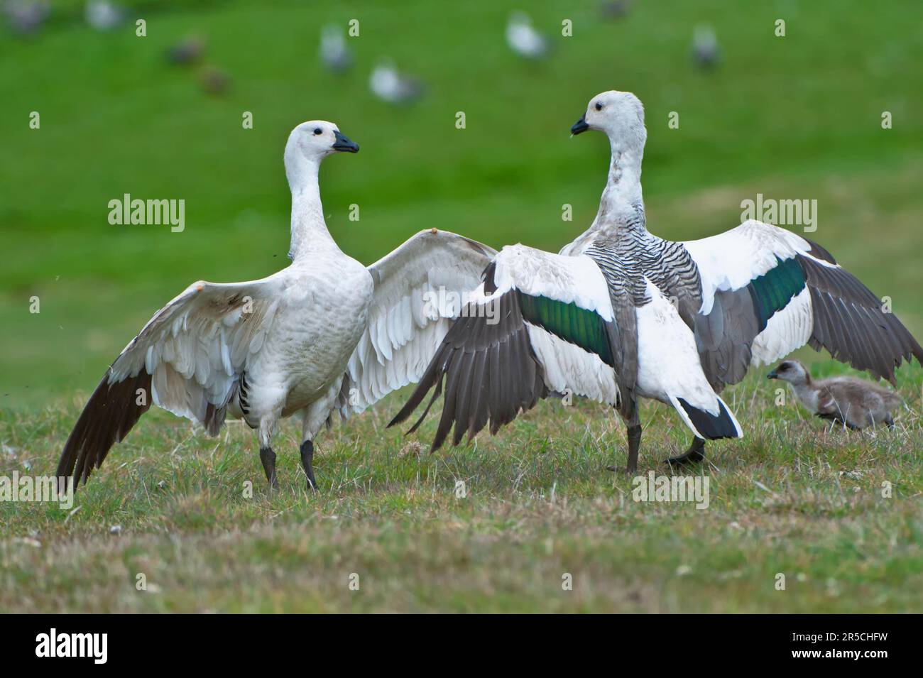 Upland geese (Chloephaga picta), male, Ne, Falkland Islands, Iceland ...