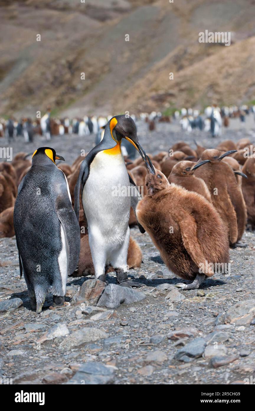 King penguin (Aptenodytes patagonicus) with chicks, breeding site, St ...