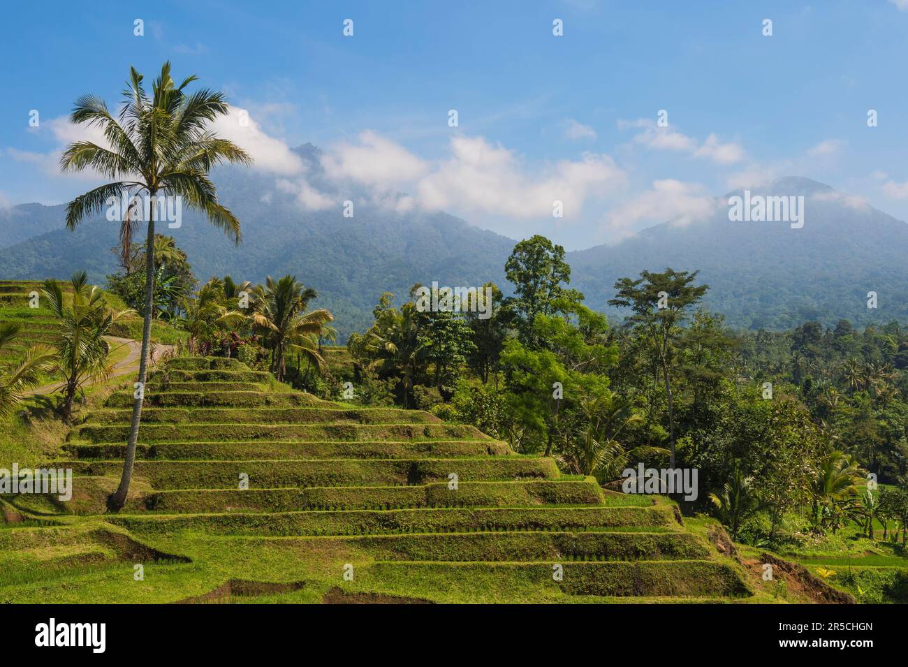 Rice Terraces, Jatiluwih, Unesco World Heritage Site, Bali, Indonesia Stock Photo - Alamy
