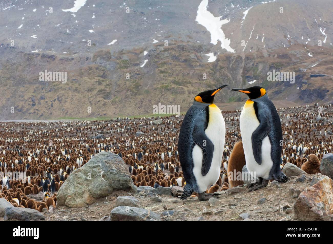 King penguins (Aptenodytes patagonicus) in the breeding den, St ...