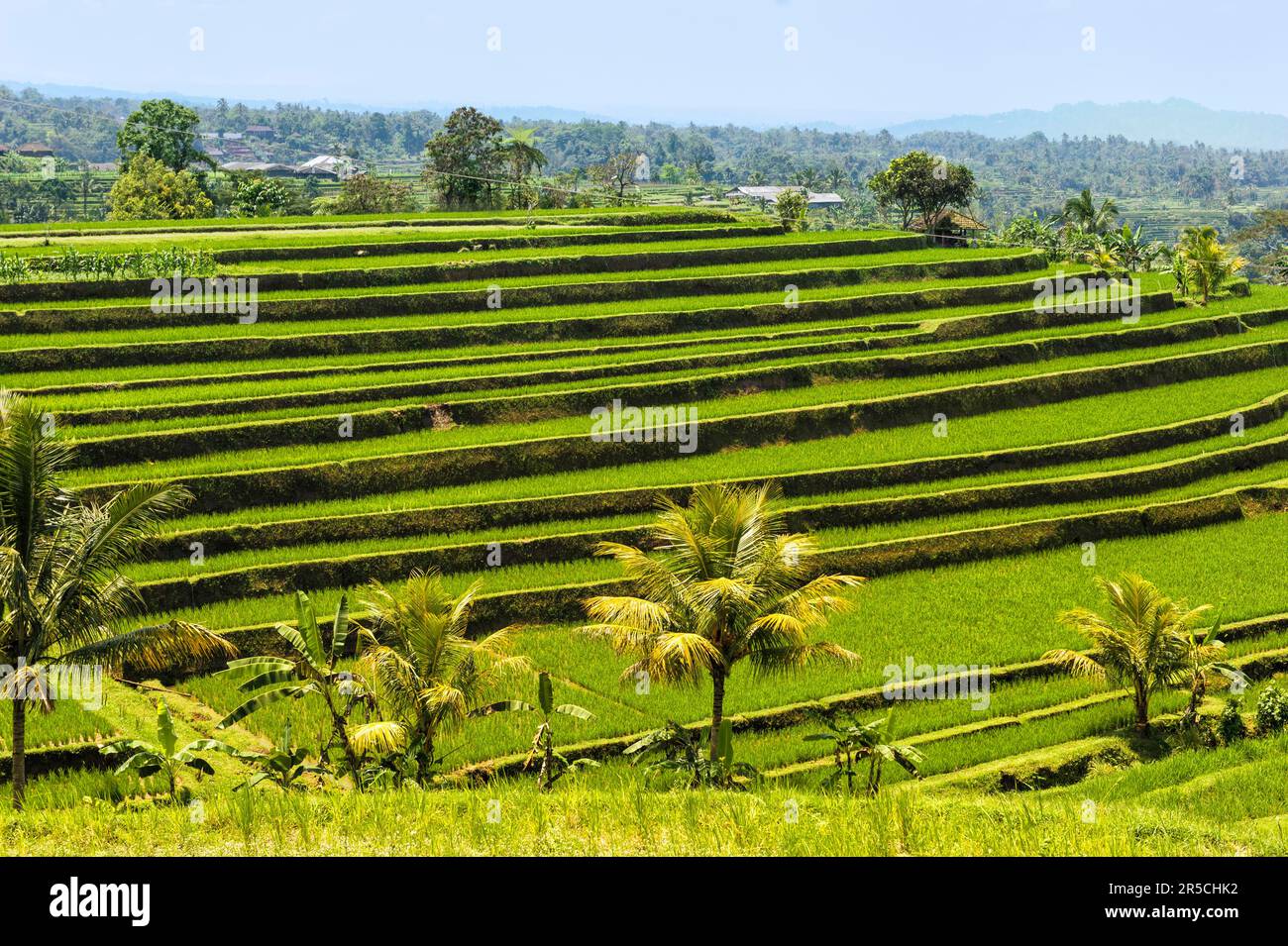 Rice Terraces, Jatiluwih, Unesco World Heritage Site, Bali, Indonesia Stock Photo - Alamy