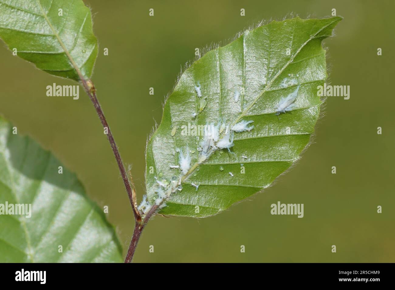 Woolly beech aphids hi-res stock photography and images - Alamy