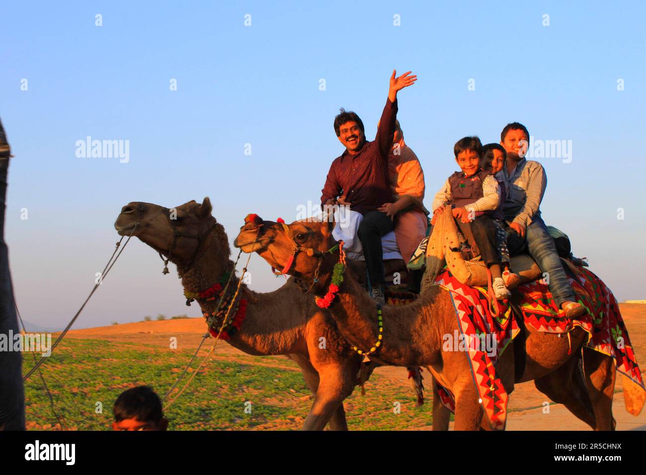 Tourists riding Dromedaries (Camelus dromedarius), Pushkar, Ajmer ...
