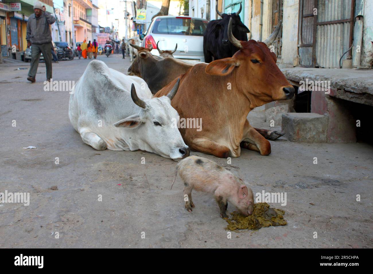 Domestic cattle and pig, piglets, Jaipur, pig, pigs, India Stock Photo ...