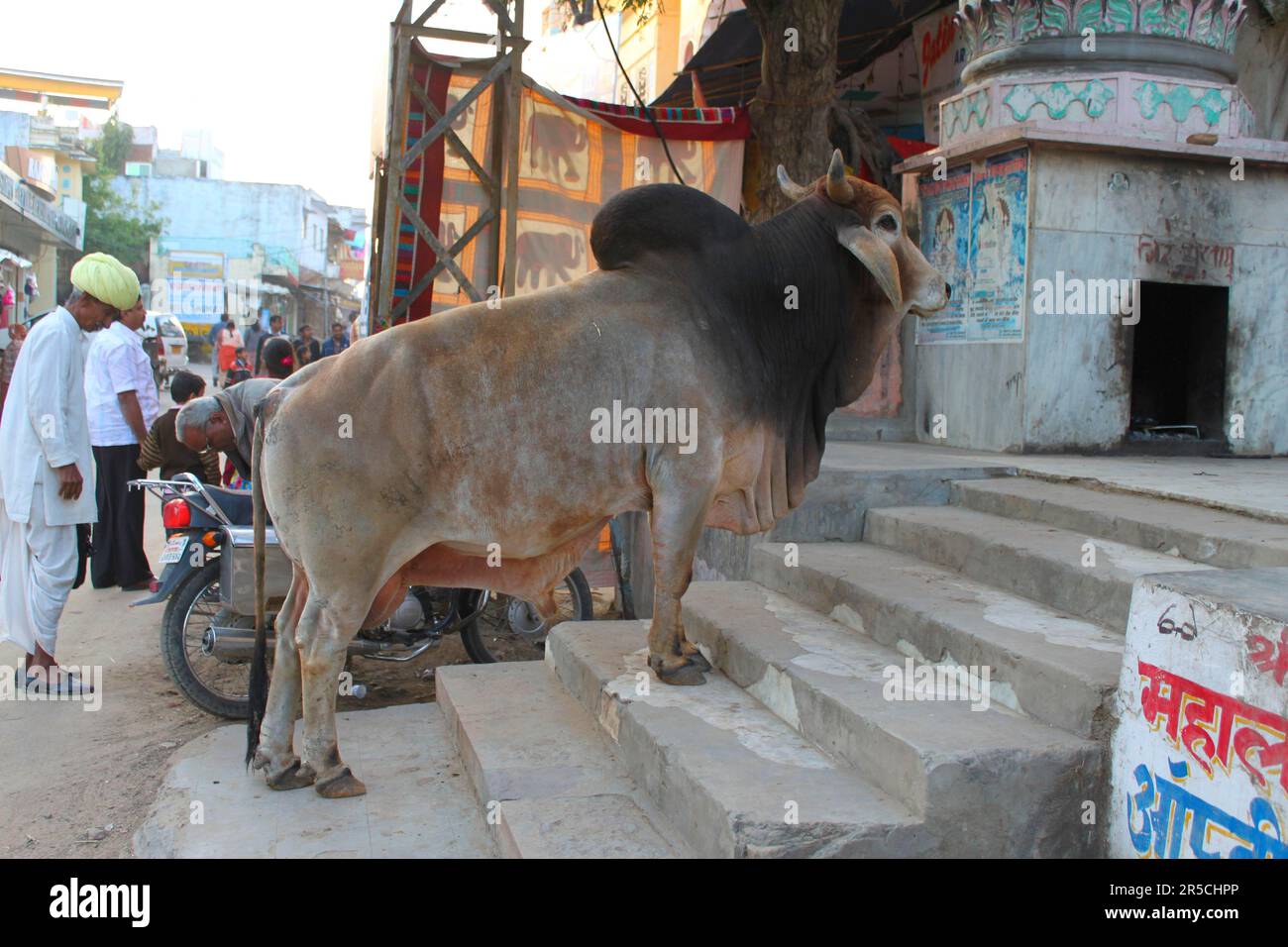 Zebu cow, bull, Pushkar, Ajmer Distict, Rajasthan, sacred cow, bull ...