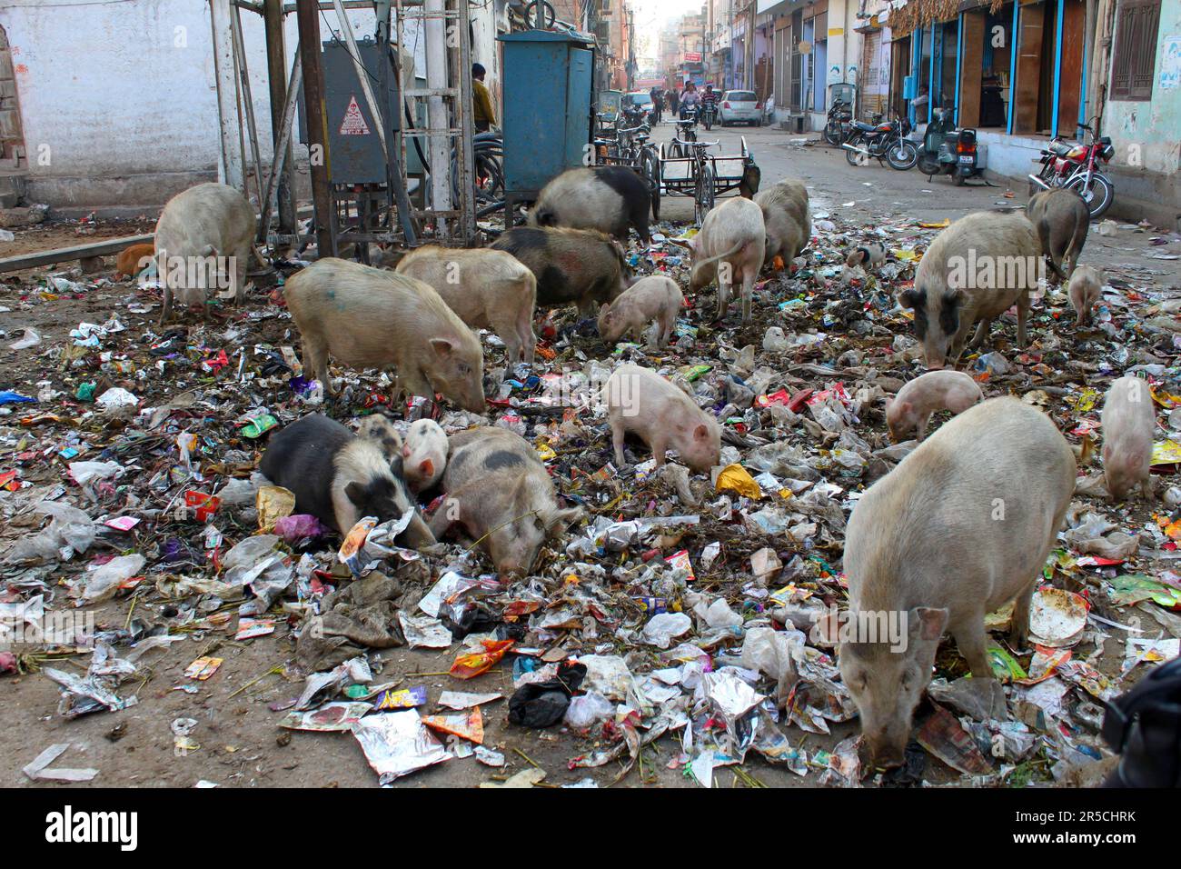 Domestic pigs, rummaging through waste, Jaipur, India Stock Photo - Alamy