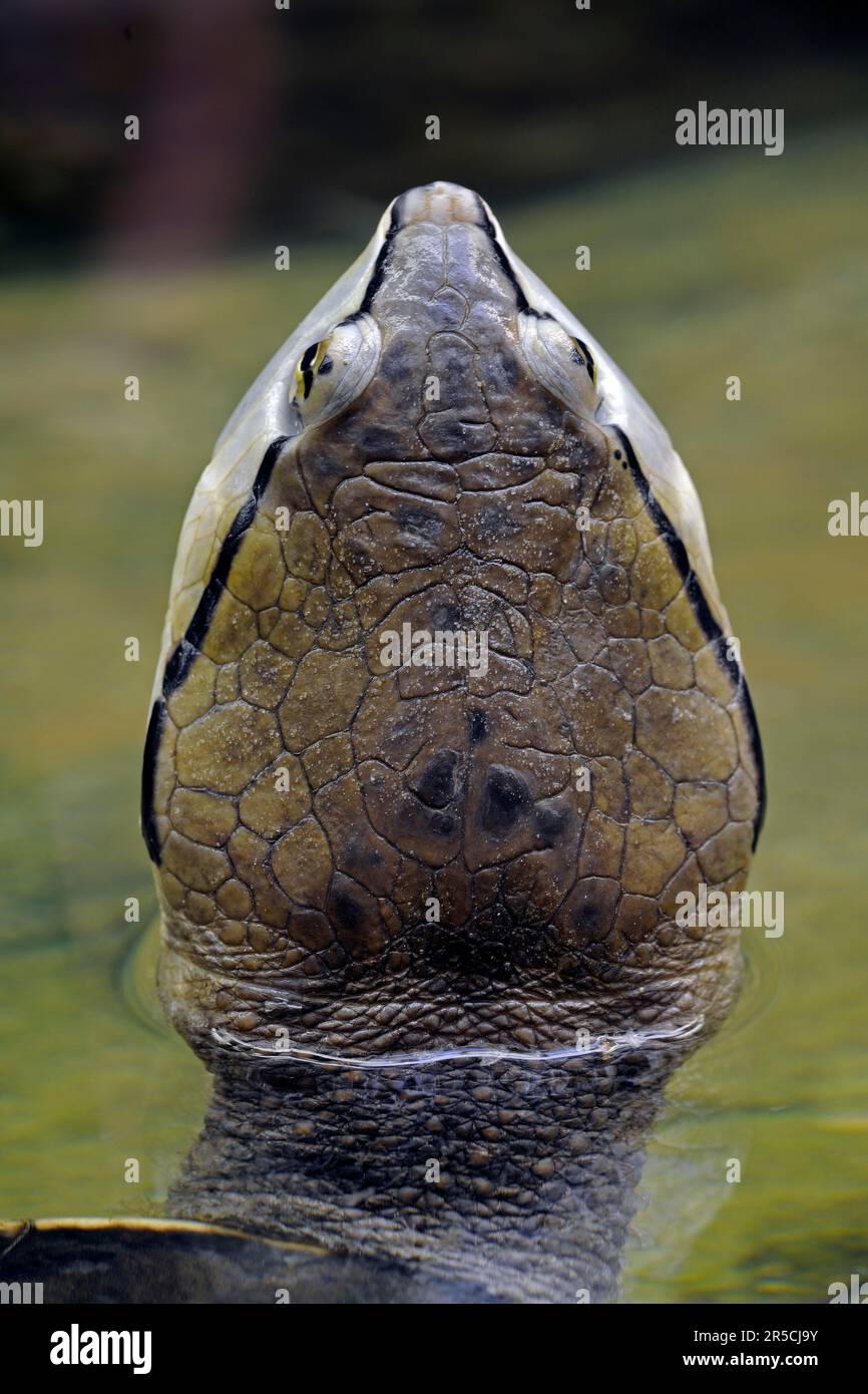 South american frog head turtle (Phrynops hilari Stock Photo - Alamy