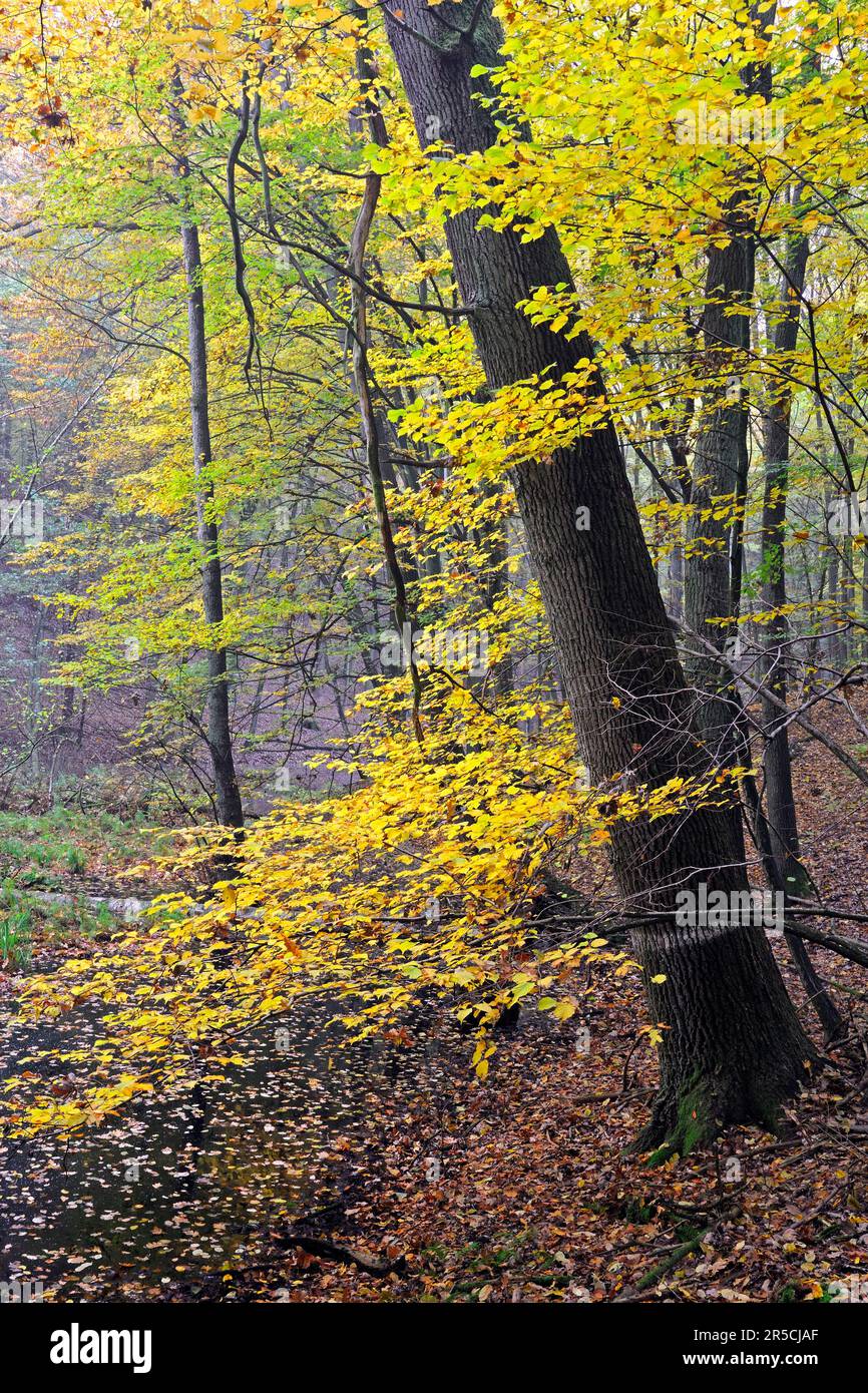 Beech trees (Fagus), Markische Schweiz Nature Park, Buckow, Brandenburg ...