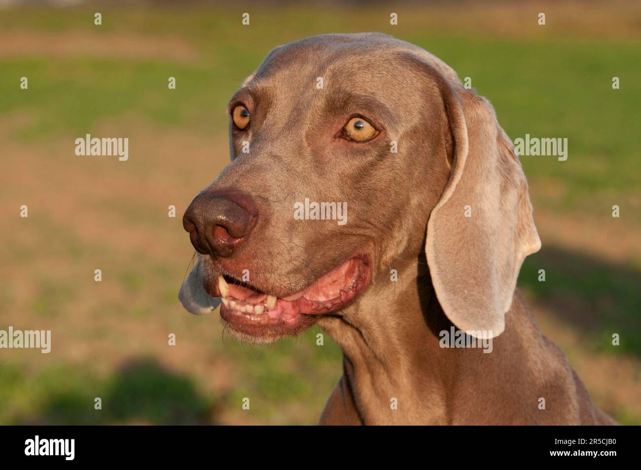 Head shot weimaraner hi-res stock photography and images - Alamy
