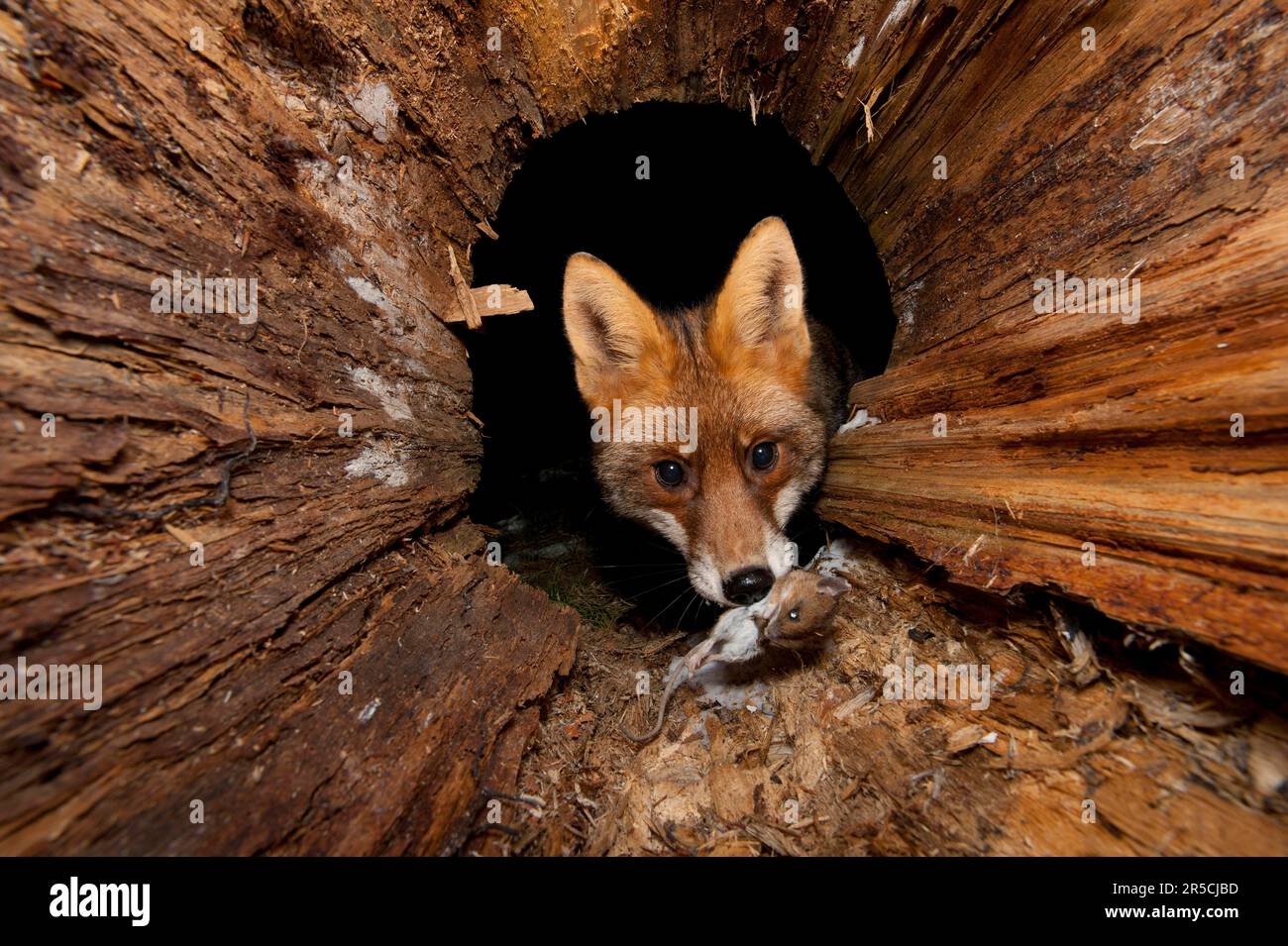 Red fox (Vulpes vulpes) with captured mouse, in hollow tree trunk Stock ...