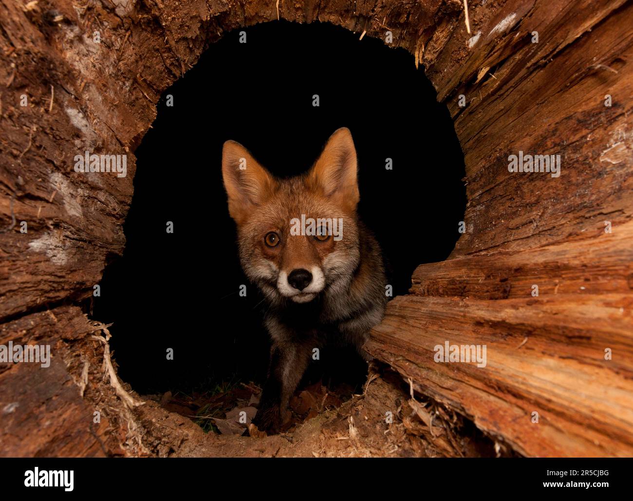 Red fox (Vulpes vulpes) peering into hollow tree trunk Stock Photo - Alamy