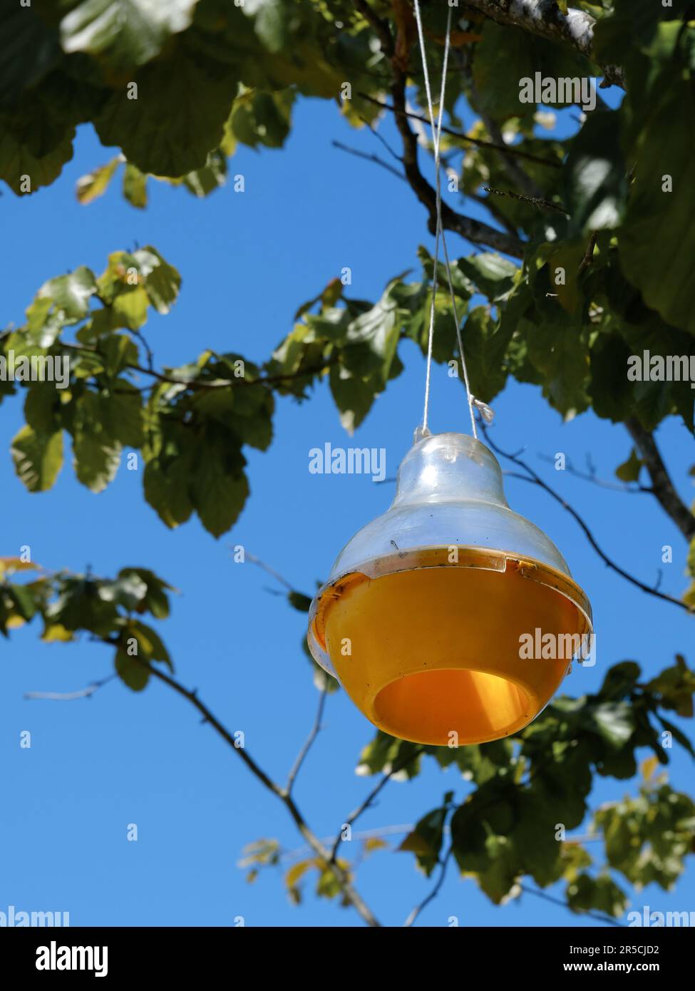 Yellow insect trap hanging from a tree to catch flies, wasps, bees ...