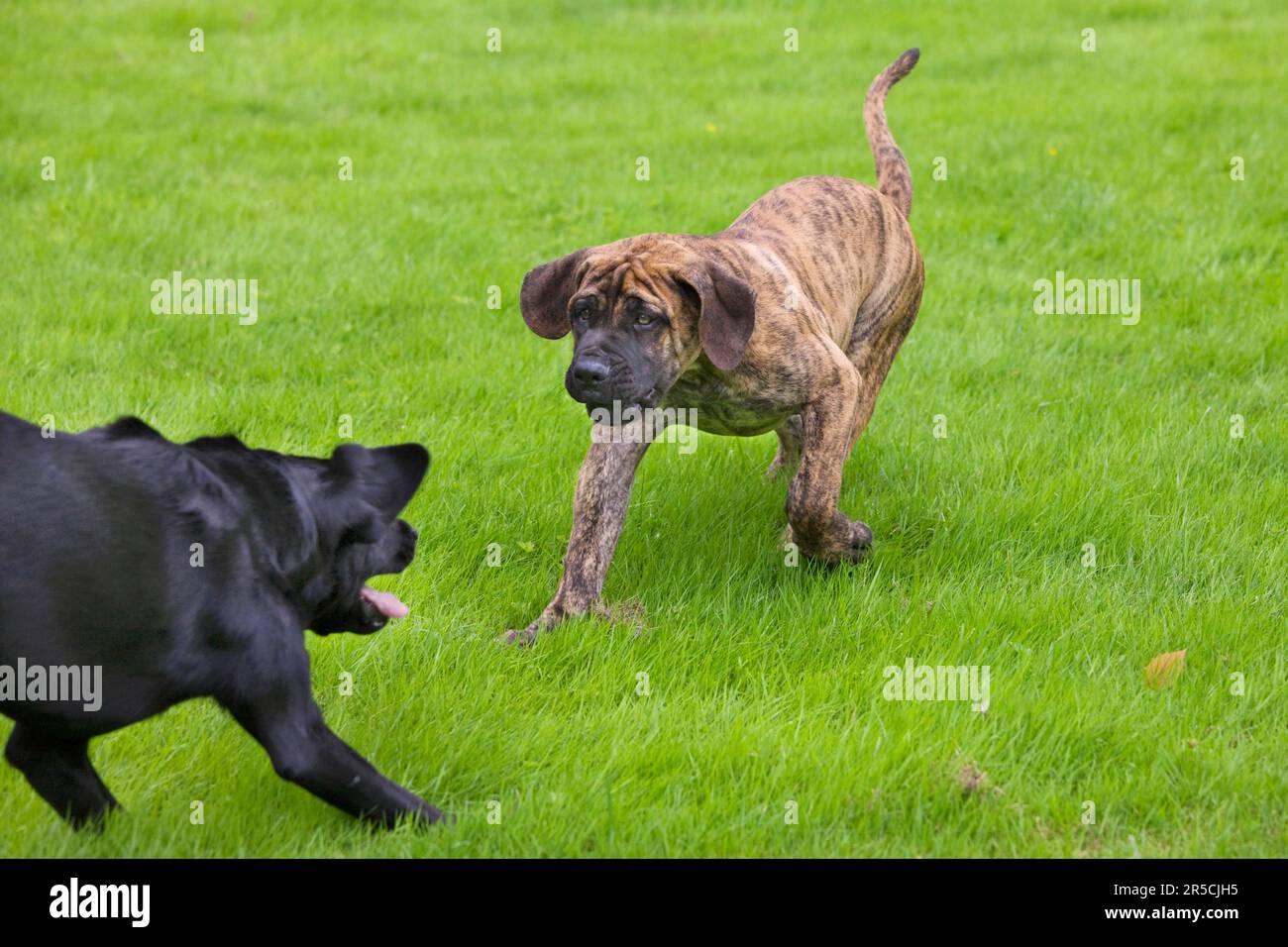 Boerboel play hi-res stock photography and images - Alamy