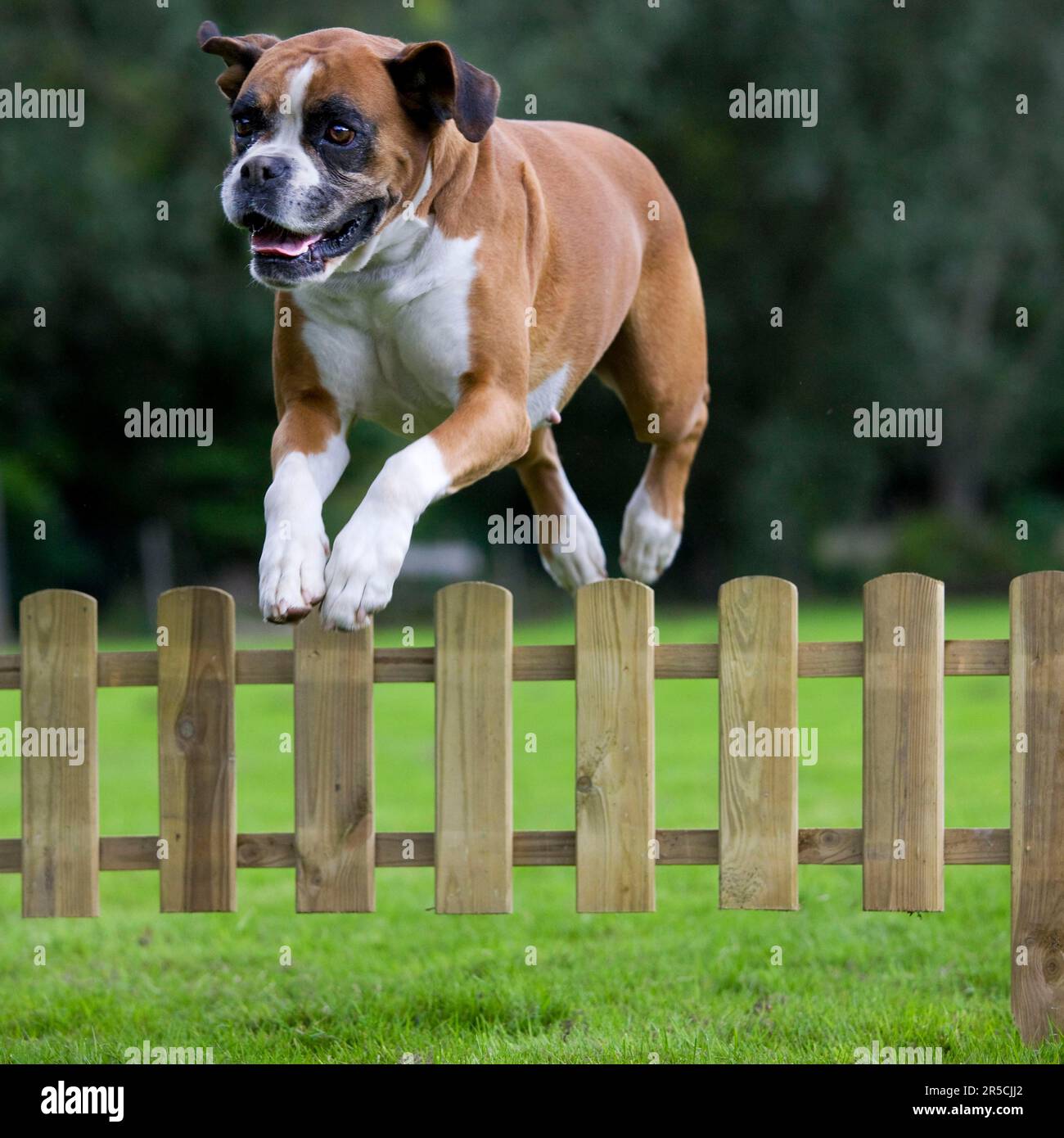Boxer dog at the fence hi-res stock photography and images - Alamy