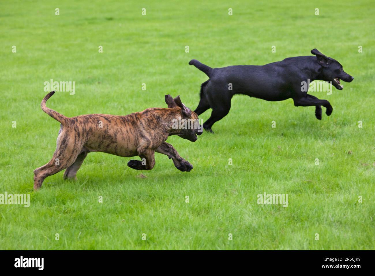 Boerboel play hi-res stock photography and images - Alamy