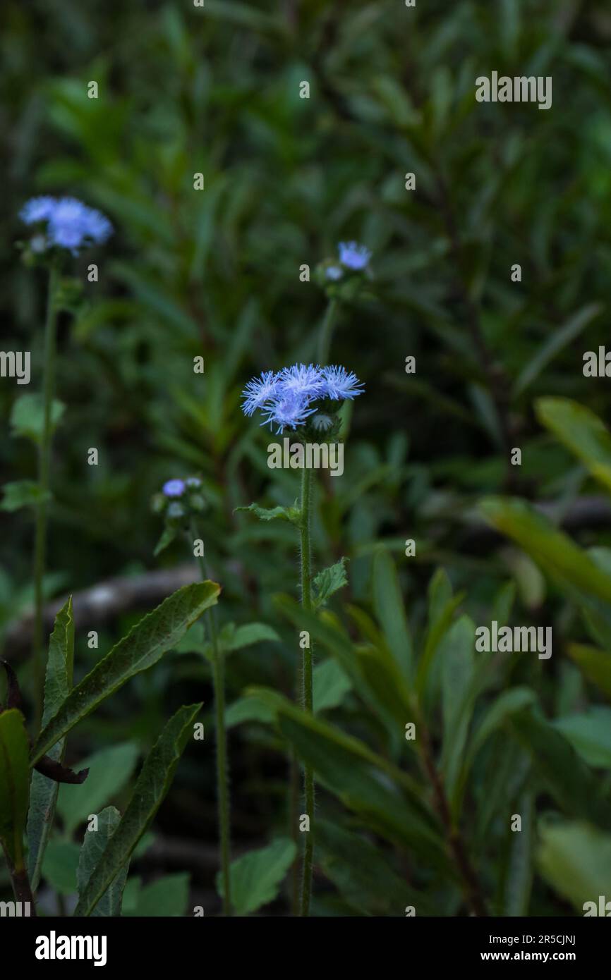 Close up view reveals flowering hi-res stock photography and images - Alamy