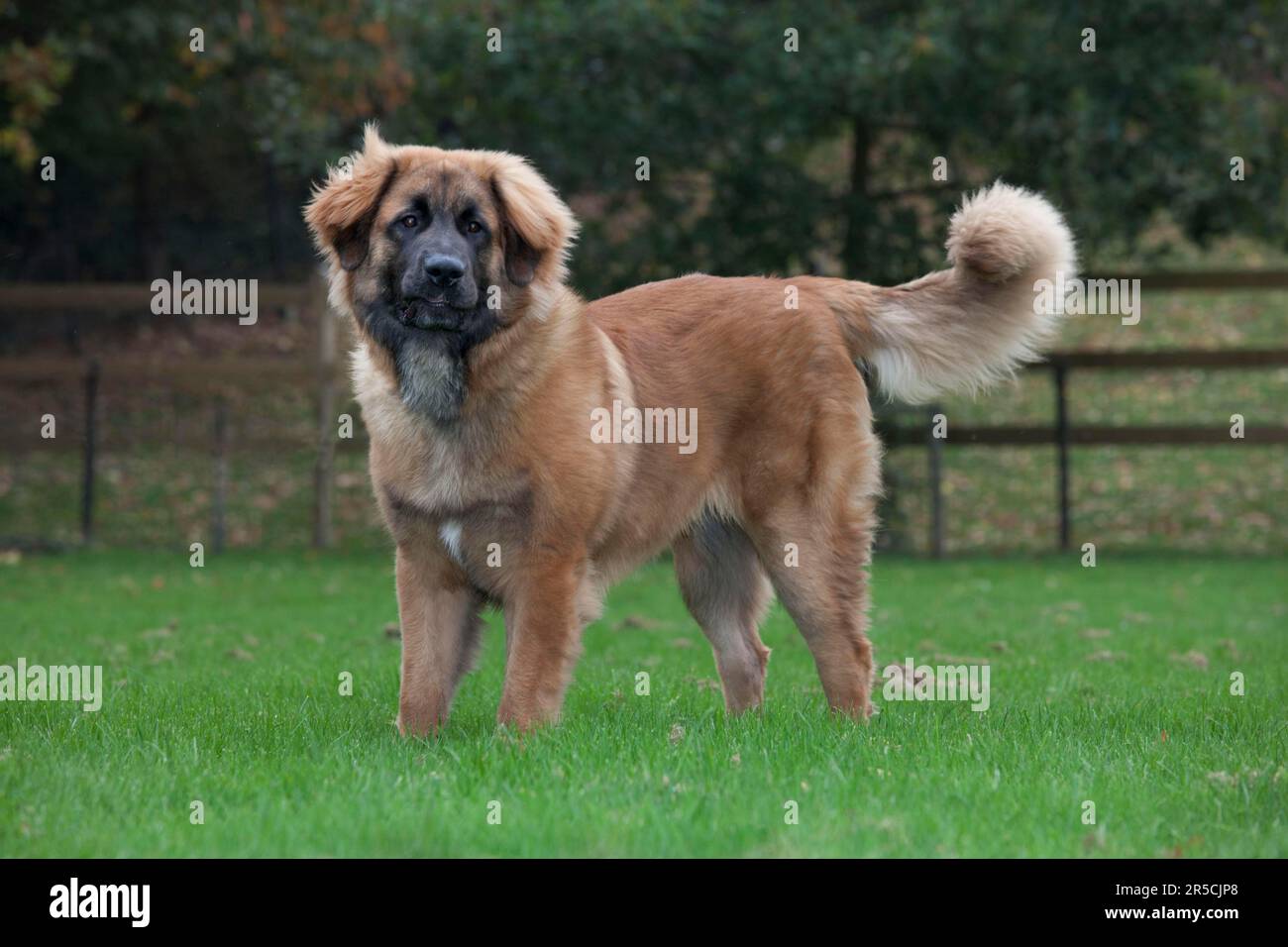 Friendly leonberger hi-res stock photography and images - Alamy